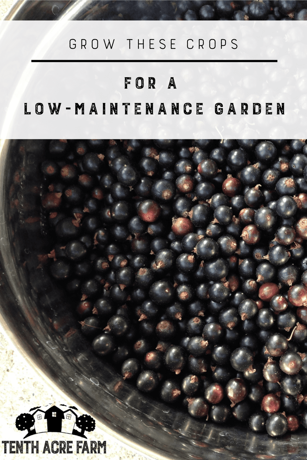 Grow These Crops for a Low-Maintenance Garden - Tenth Acre Farm