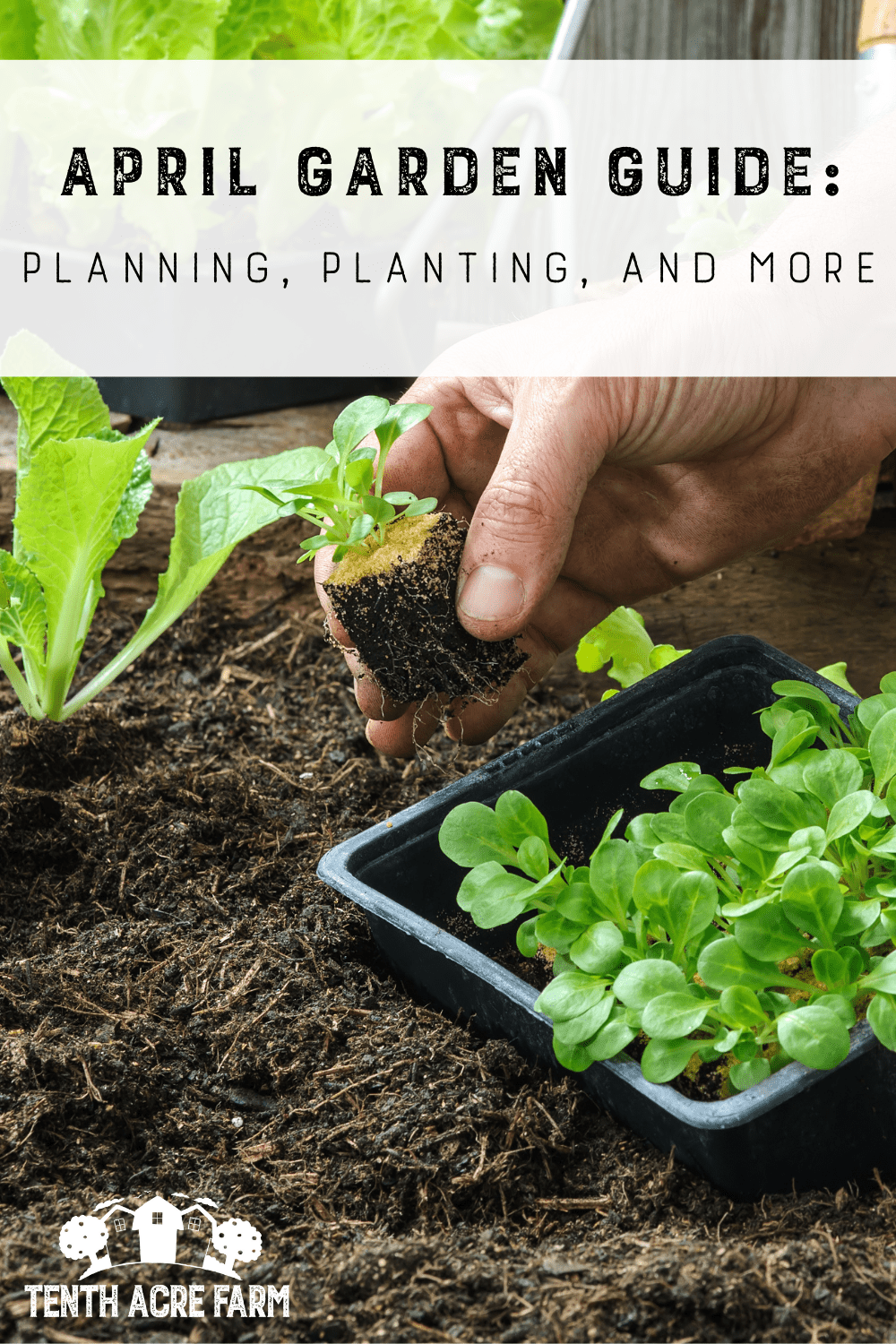 April Garden Guide: Planning, Planting, and More - Tenth Acre Farm