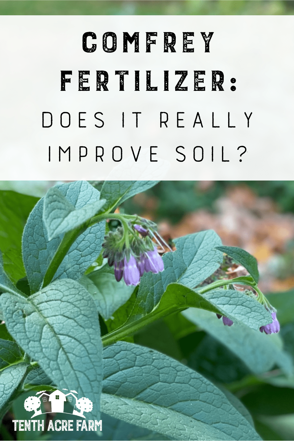 Comfrey Fertilizer: Does it Really Improve Soil? - Tenth Acre Farm