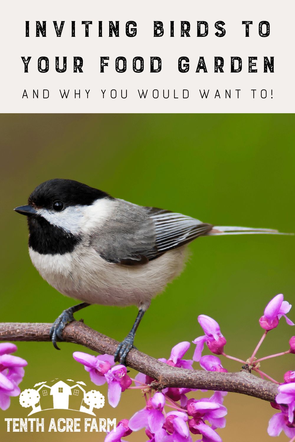 Inviting Birds To Your Food Garden - Tenth Acre Farm