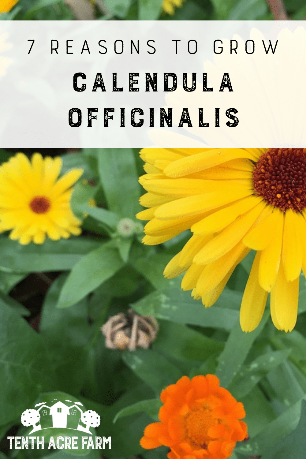 7 Reasons to Grow Calendula Officinalis - Tenth Acre Farm