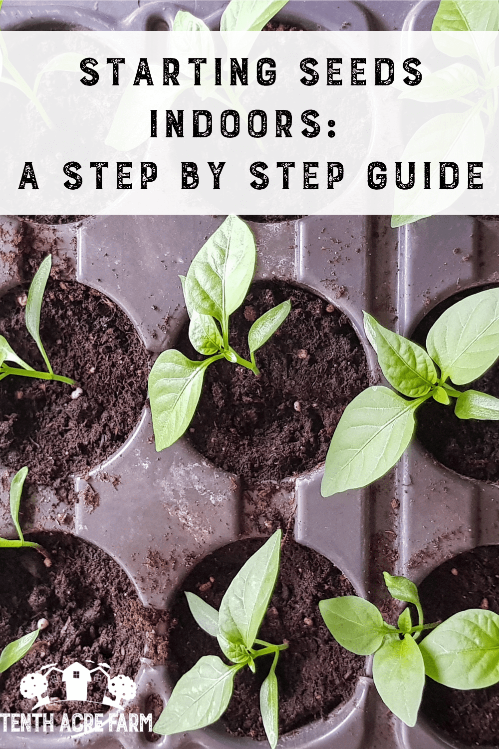 Starting Seeds Indoors: A Step-by-Step Guide - Tenth Acre Farm