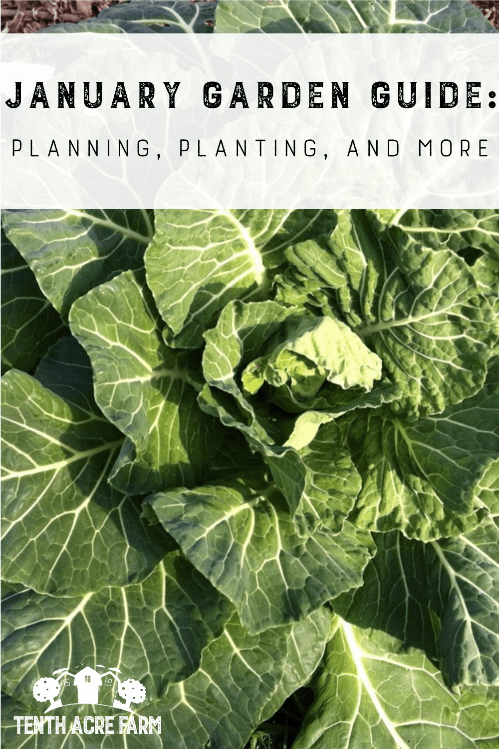 January Garden Guide: Planning, Planting, and More - Tenth Acre Farm