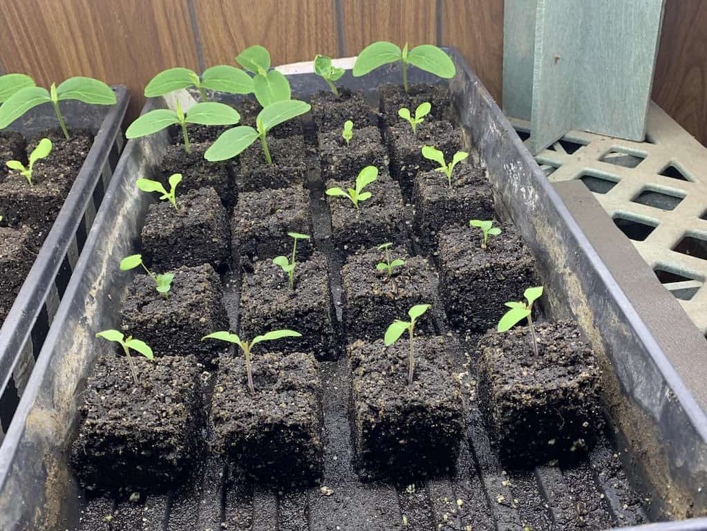 How to Source Herbicide-Free Compost Soil - Tenth Acre Farm