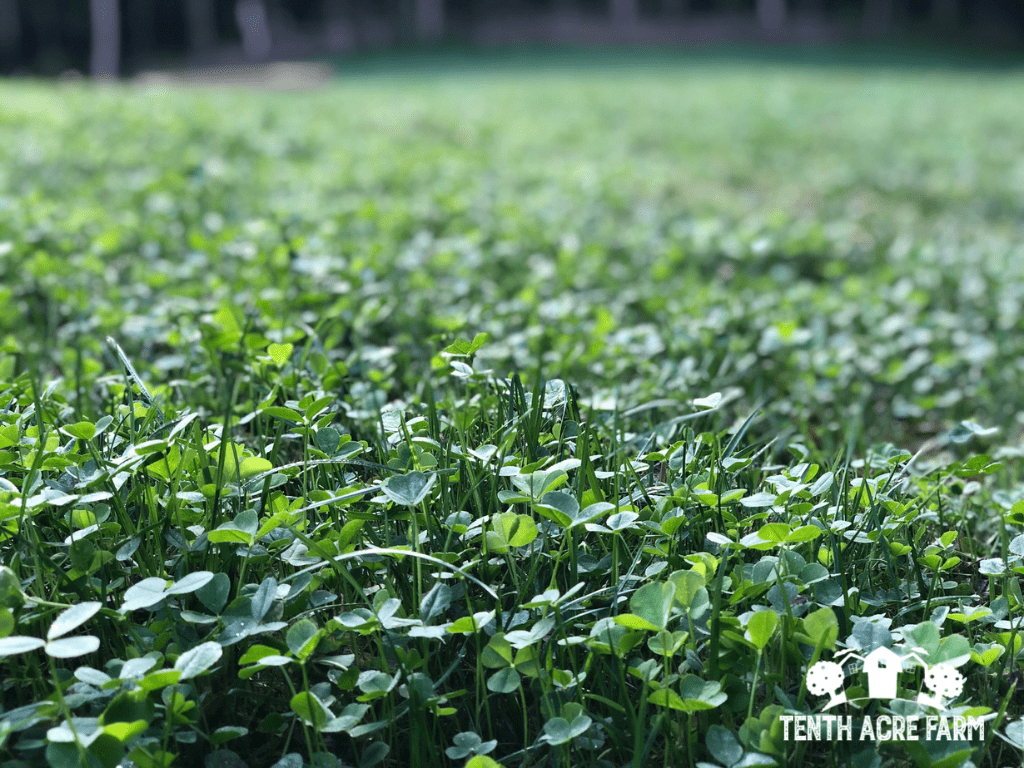 How to Keep Persistent Herbicides Out of Your Compost Bin - Tenth Acre Farm