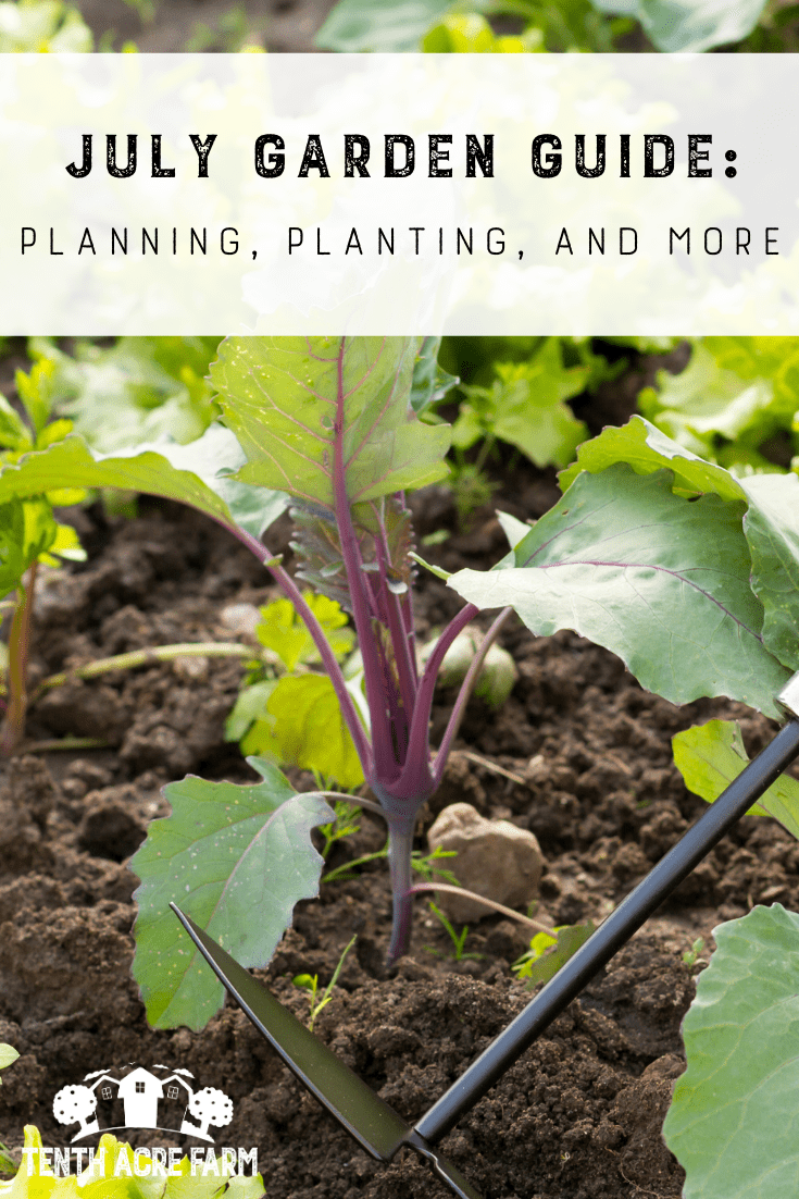 July Garden Guide: Planning, Planting, and More - Tenth Acre Farm