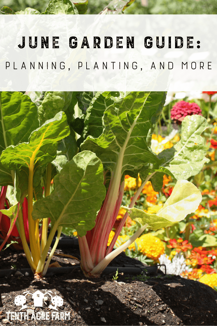 June Garden Guide: Planning, Planting, and More - Tenth Acre Farm