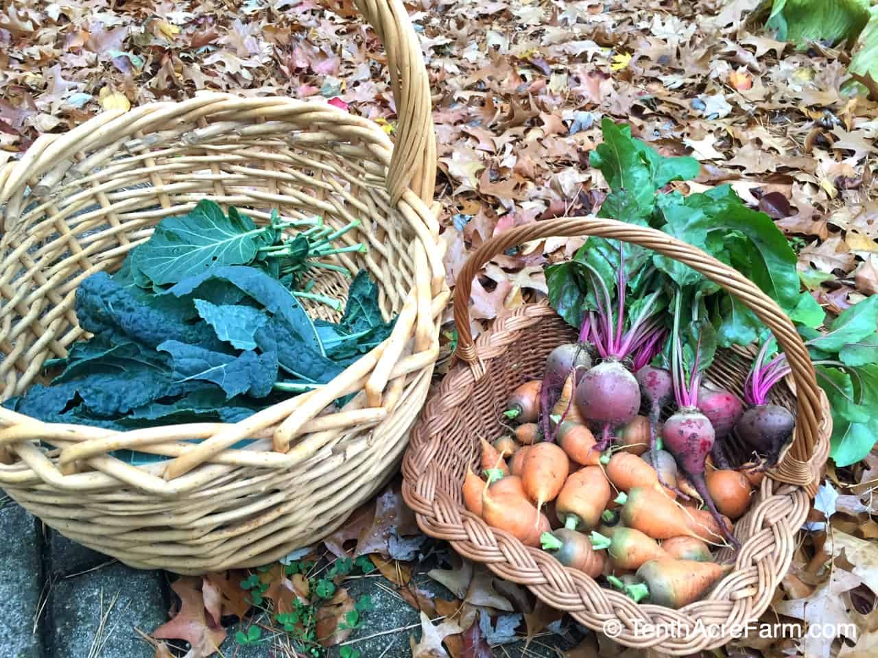 Growing and Harvesting Beets Year-Round - Tenth Acre Farm
