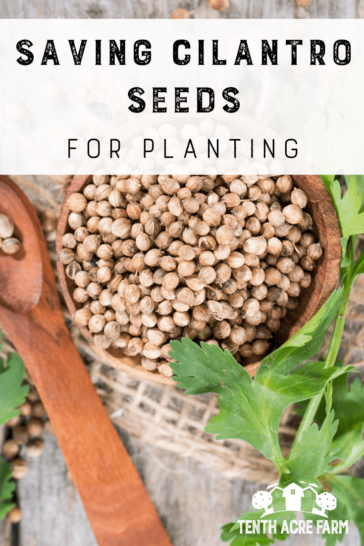 Saving Cilantro Seeds for Planting - Tenth Acre Farm