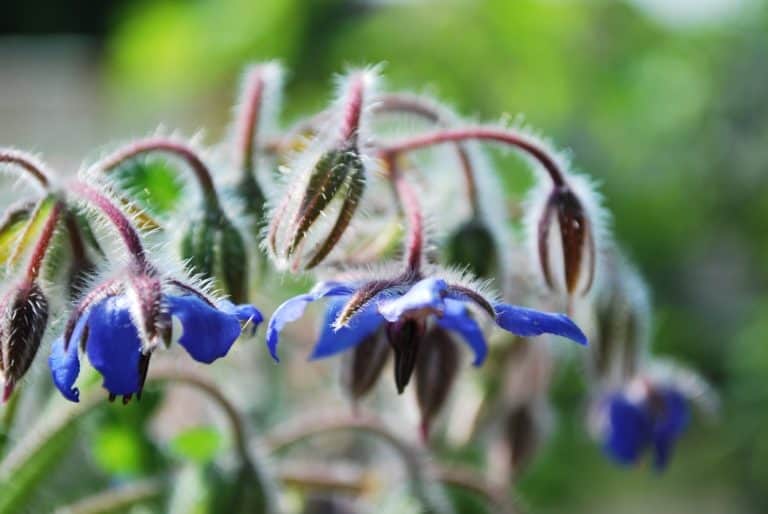 6 Reasons to Grow Borage in the Permaculture Garden - Tenth Acre Farm