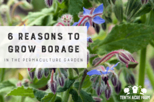 6 Reasons to Grow Borage in the Permaculture Garden - Tenth Acre Farm
