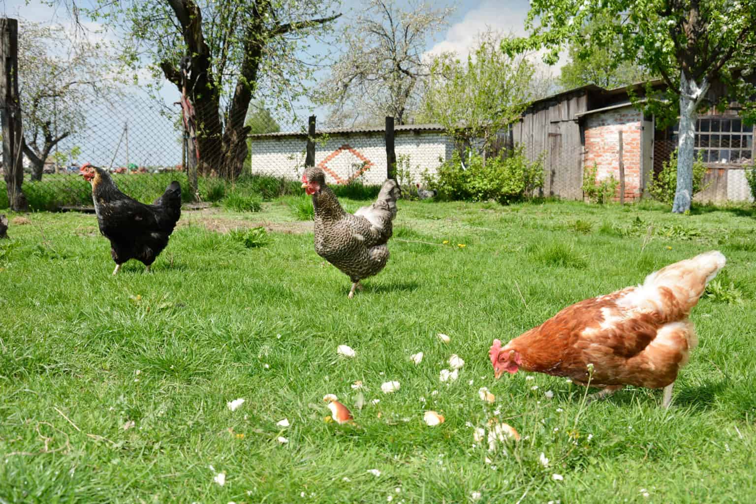 Inviting Birds To Your Food Garden - Tenth Acre Farm