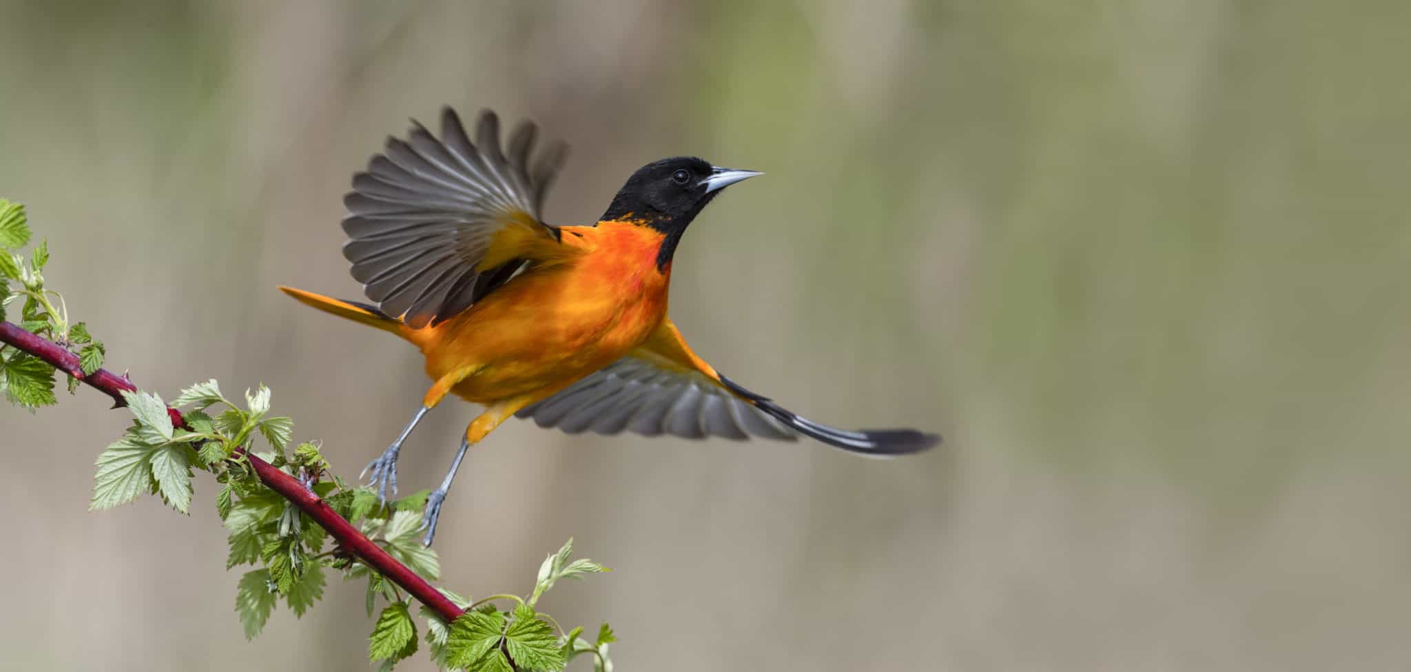 How to Invite Birds to Your Permaculture Garden - Tenth Acre Farm
