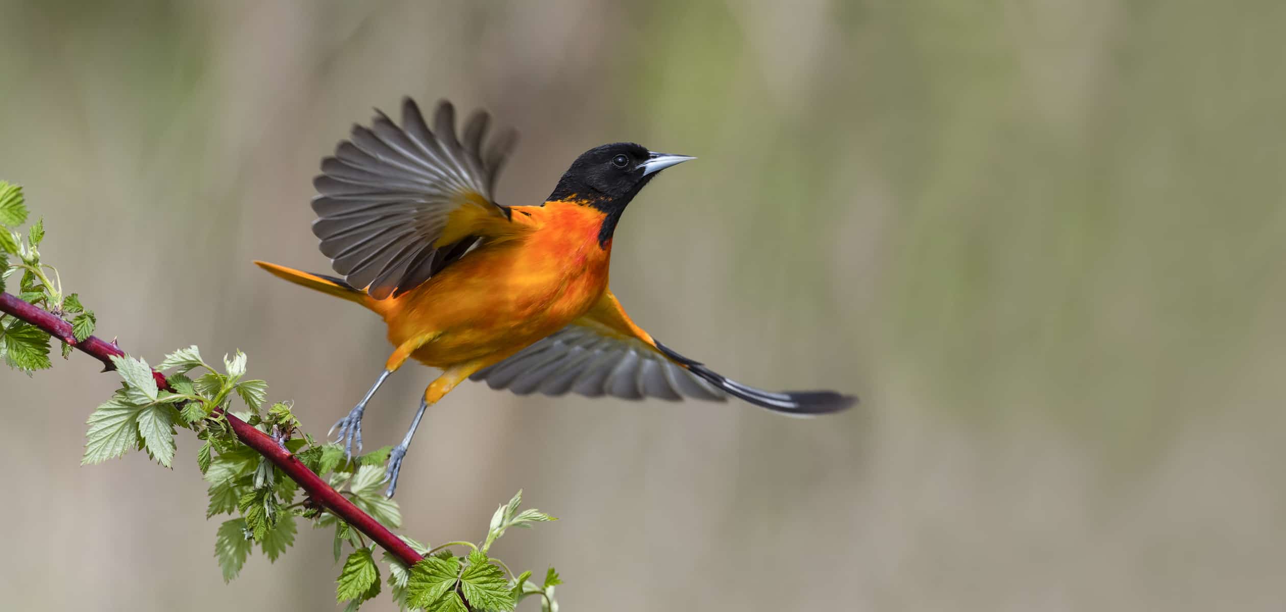 Inviting Birds To Your Food Garden - Tenth Acre Farm