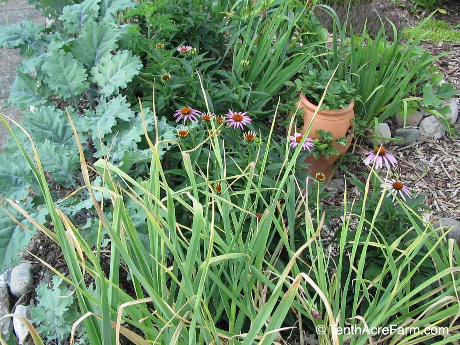 How to Build a Rain Garden to Capture Runoff - Tenth Acre Farm