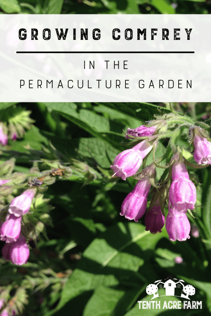 Growing Comfrey in the Permaculture Garden - Tenth Acre Farm