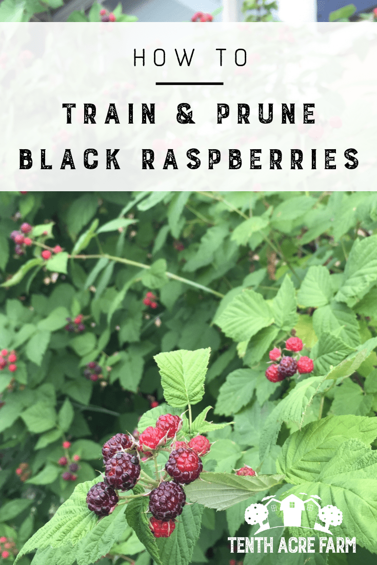 How To Train and Prune Black Raspberries - Tenth Acre Farm