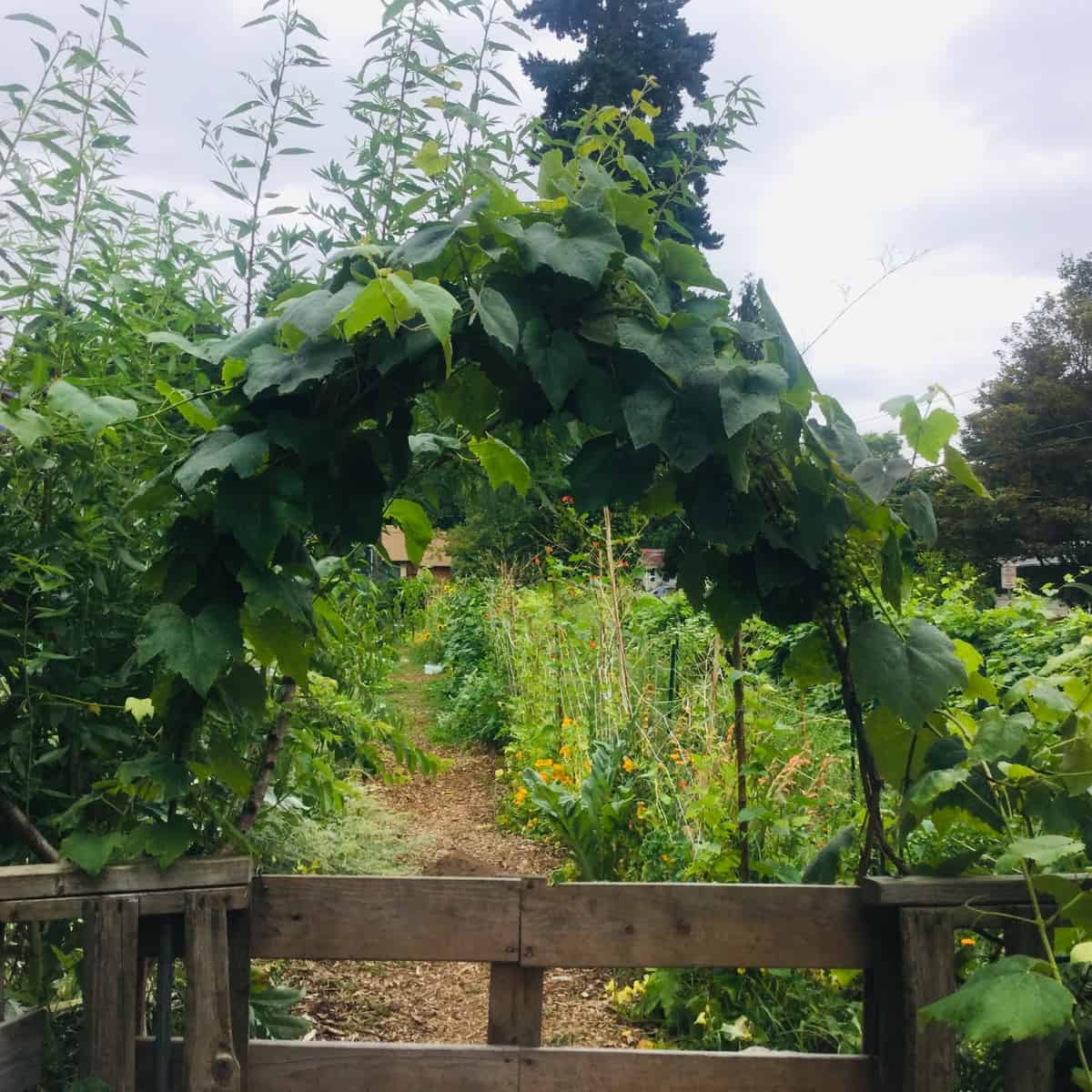 Two Examples: Using Permaculture in City Spaces with Urban Food Forests ...