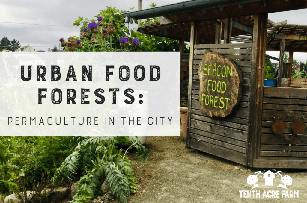 Create a Permaculture Food Forest - Tenth Acre Farm