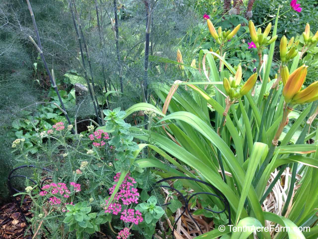 5 Reasons to Grow Yarrow in Your Garden - Tenth Acre Farm