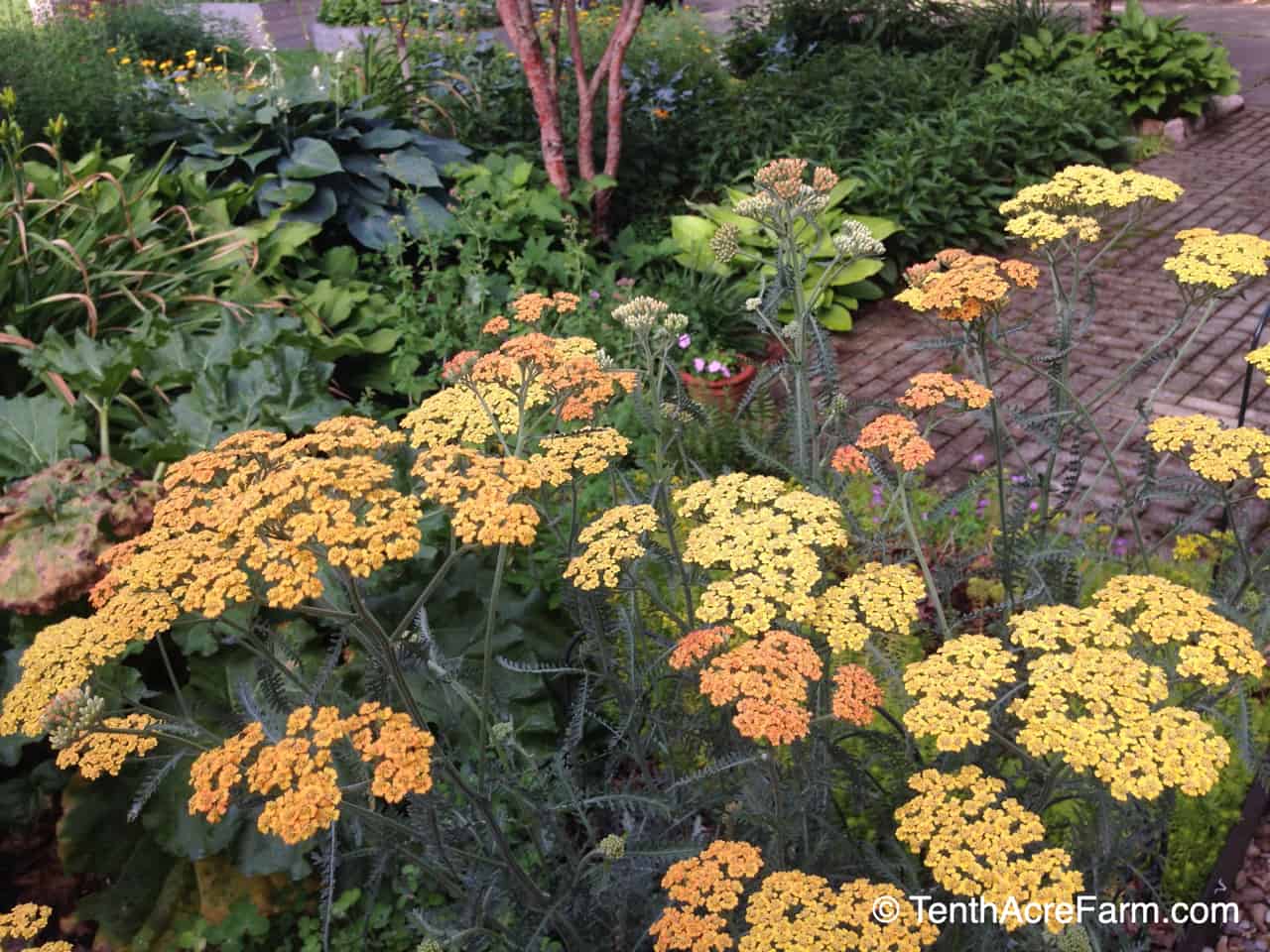 5 Reasons to Grow Yarrow in Your Garden - Tenth Acre Farm