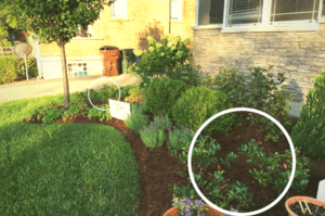 All About Aronia: Grow Your Own Superfood Berries - Tenth Acre Farm