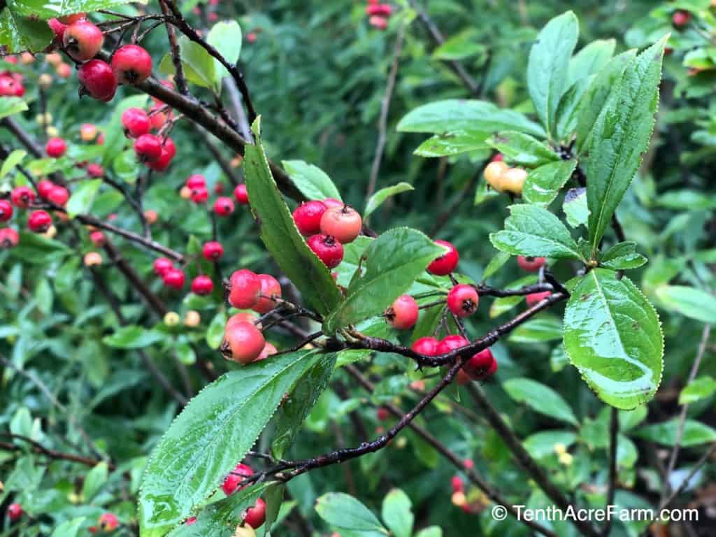 All About Aronia: Grow Your Own Superfood Berries - Tenth Acre Farm