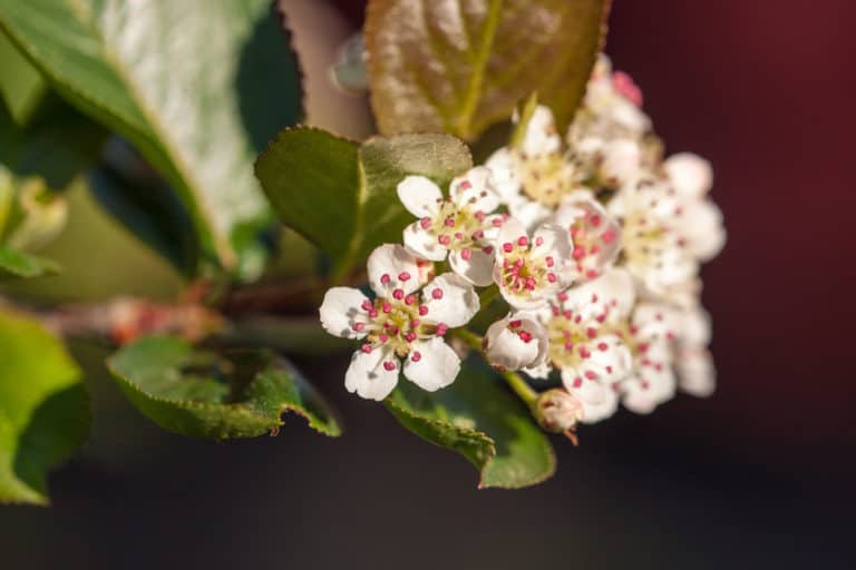 All About Aronia: Grow Your Own Superfood Berries - Tenth Acre Farm