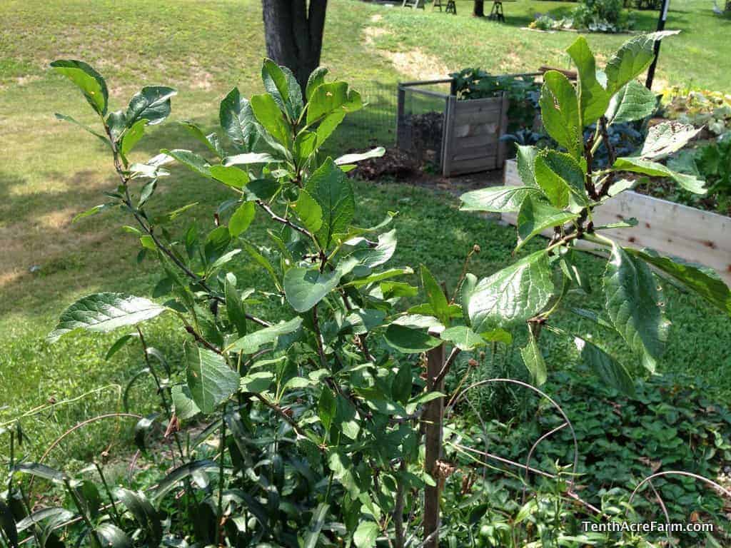 Two Key Benefits of the Edible Forest Garden - Tenth Acre Farm