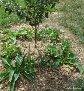 How to Build a Permaculture Fruit Tree Guild - Tenth Acre Farm