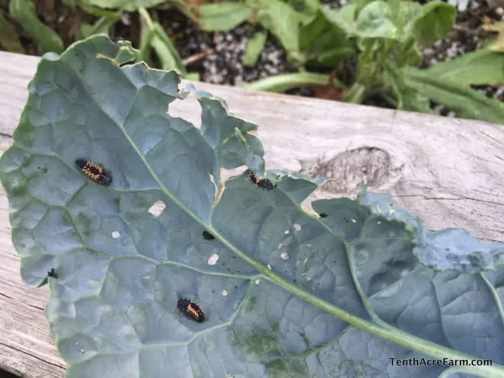 12 Steps to Preventing Garden Pests Naturally - Tenth Acre Farm