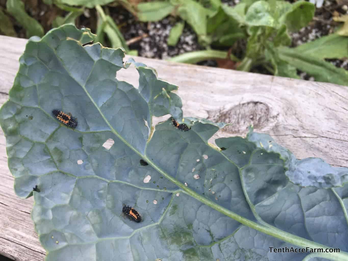 12 Steps to Preventing Garden Pests Naturally - Tenth Acre Farm