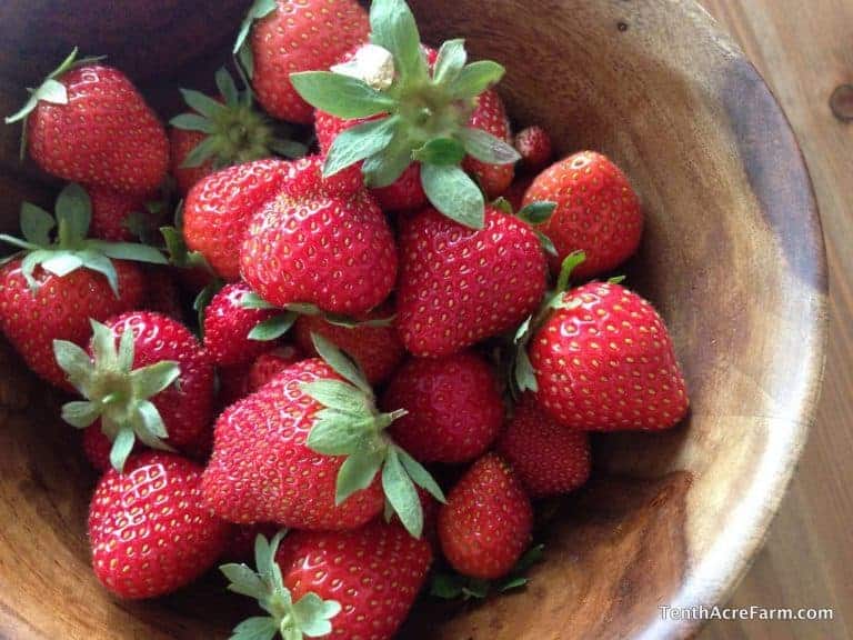 Grow These Crops for a Low-Maintenance Garden - Tenth Acre Farm