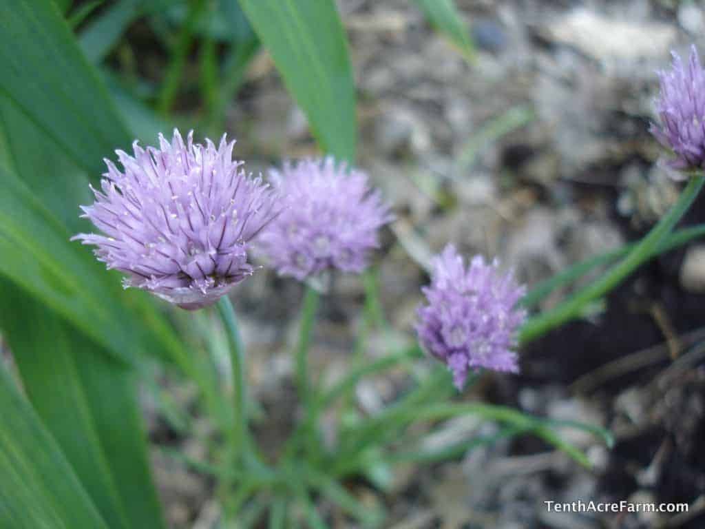 Grow These Crops for a Low-Maintenance Garden - Tenth Acre Farm