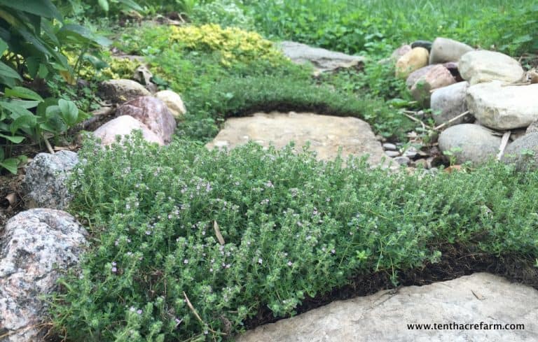 6 Reasons to Grow Thyme in the Herb Garden - Tenth Acre Farm