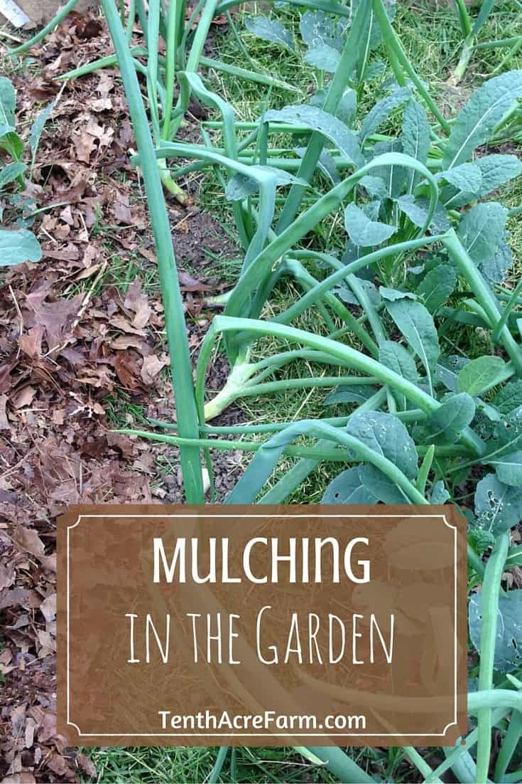 5 Types of Mulch for the Permaculture Garden - Tenth Acre Farm