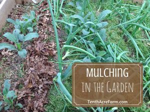 5 Types of Mulch for the Permaculture Garden - Tenth Acre Farm