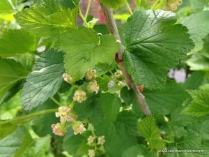 How to Grow and Use Currant Bushes - Tenth Acre Farm