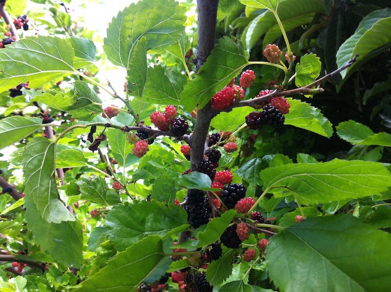 Growing a Jelly Garden With Wild Berry Bushes - Tenth Acre Farm