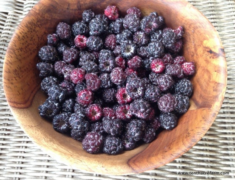 How to Grow Black Raspberries - Tenth Acre Farm