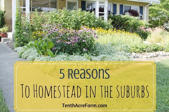 Suburban Homesteading - Tenth Acre Farm