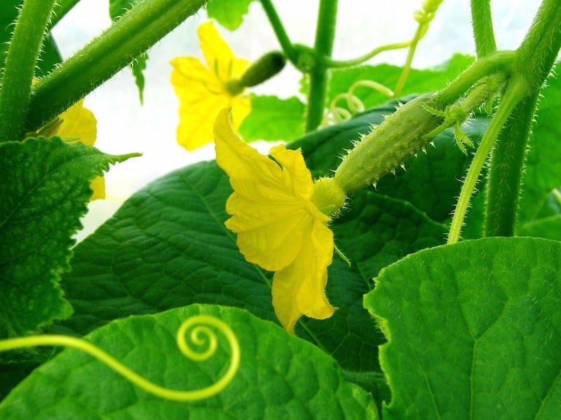 Grow the Best Cucumbers with These 12 Steps - Tenth Acre Farm