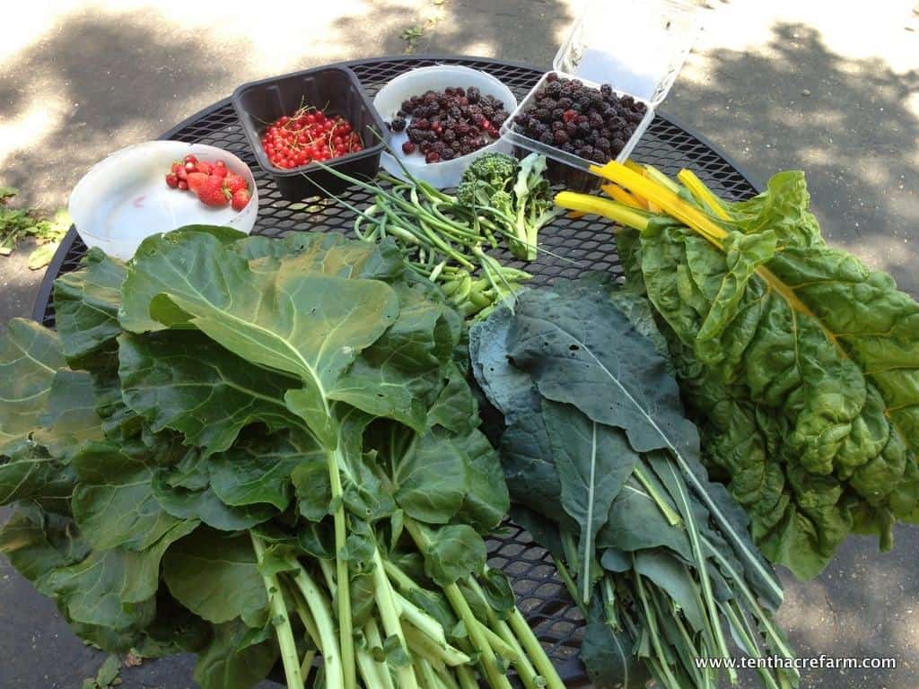 Two Key Benefits of the Edible Forest Garden - Tenth Acre Farm