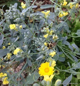 Fall Blooming Flowers for the Bees - Tenth Acre Farm