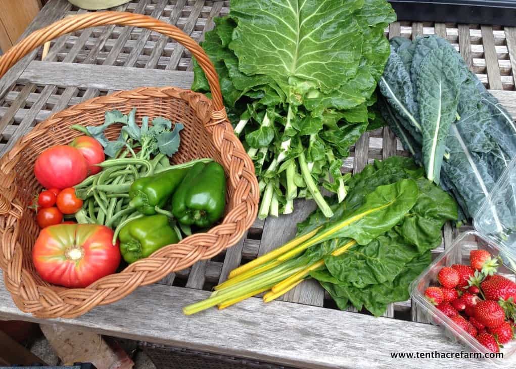 September Garden Guide: Planning, Planting, and More - Tenth Acre Farm