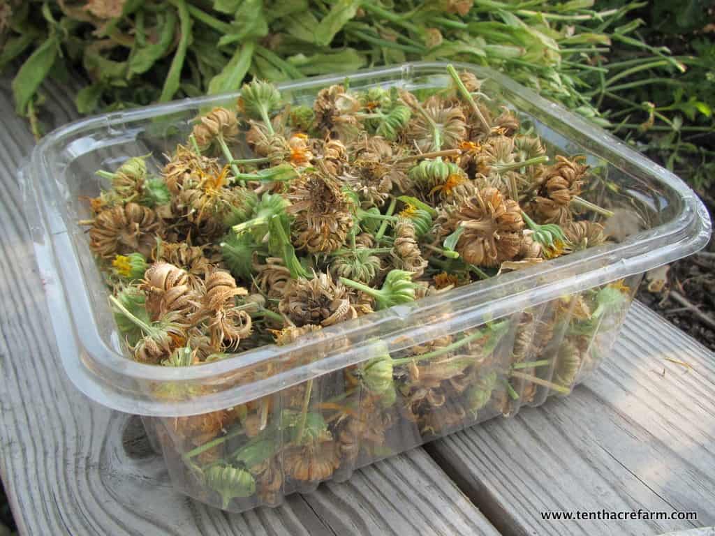 7 Reasons to Grow Calendula Officinalis - Tenth Acre Farm