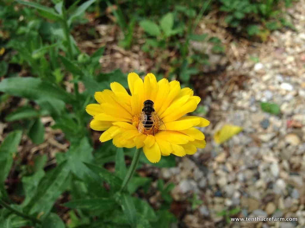 7 Reasons to Grow Calendula Officinalis - Tenth Acre Farm