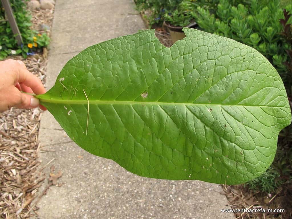 Growing Comfrey in the Permaculture Garden - Tenth Acre Farm