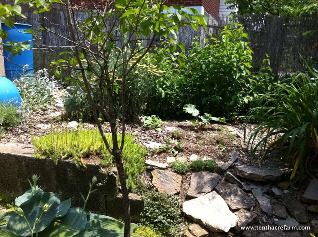Catch More Water for Irrigation by Connecting Rain Barrels to a Rain ...