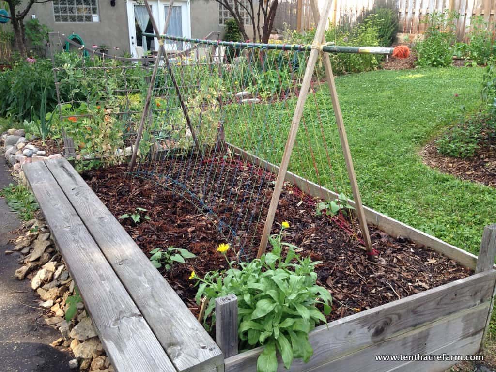 Choose the Right Trellis for your Climbing Vegetables - Tenth Acre Farm